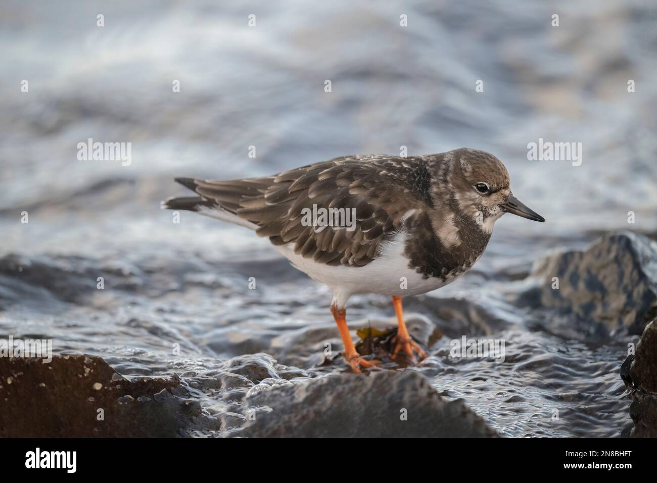 turnstone, arenaria interpres, on the beach in the winter in the uk ...