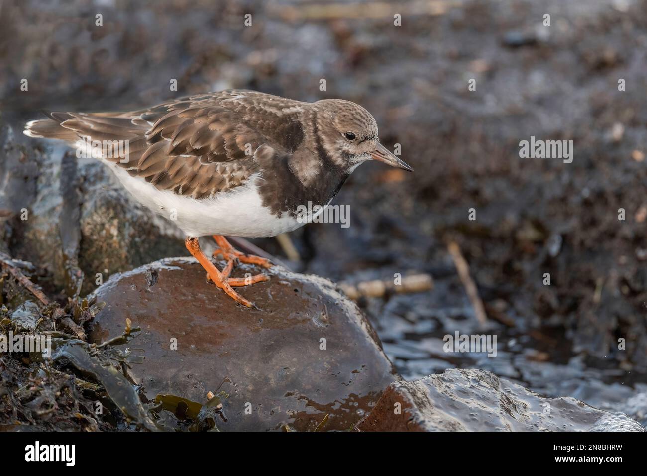 turnstone, arenaria interpres, on a rock on the beach in the winter in ...