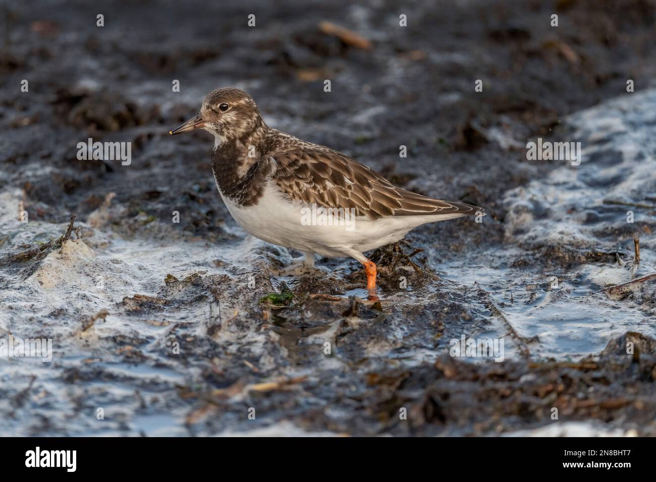 turnstone, arenaria interpres, standing on the beach in the winter in ...