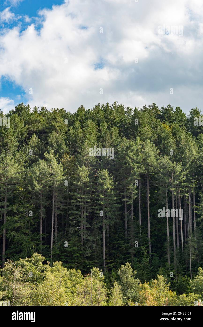 Pinus nigra laricio forest sila hi-res stock photography and images - Alamy