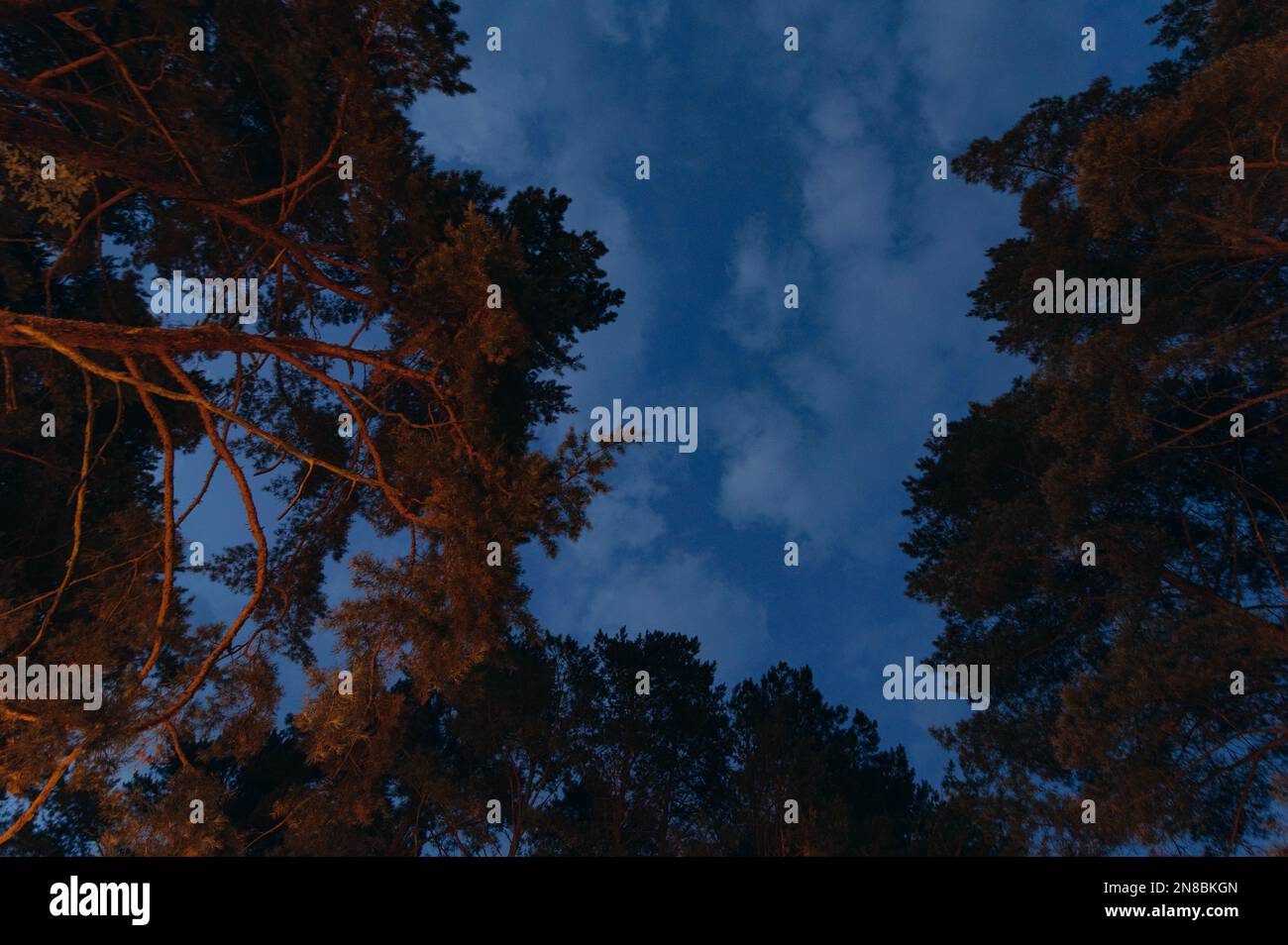 Forest of pine trees under moon and blue dark night sky with many stars ...