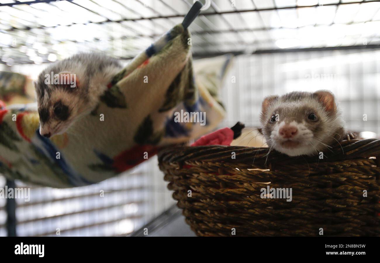 Giant Russian Ferret