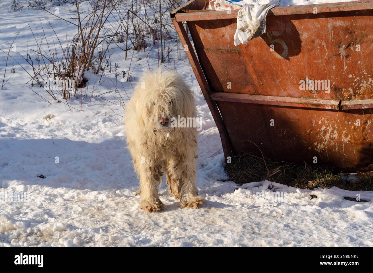 Sad stray dog sitting on hi-res stock photography and images - Alamy
