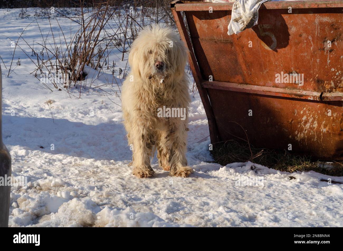 Adopt day hi-res stock photography and images - Alamy
