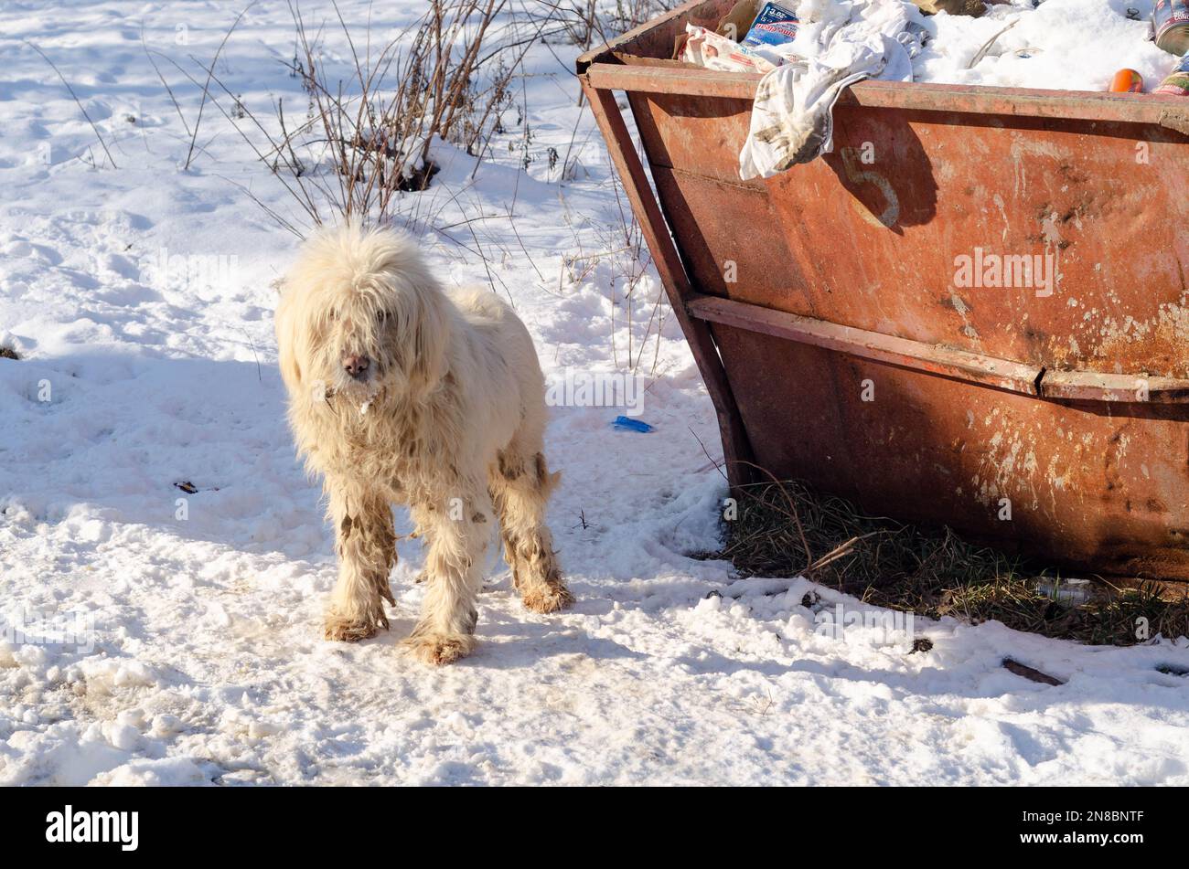 Sad homeless dog on a cold winter day Stock Photo - Alamy