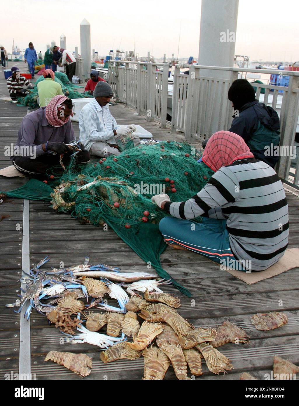 Fishermen as part of their daily routine taking out fish from their net ...