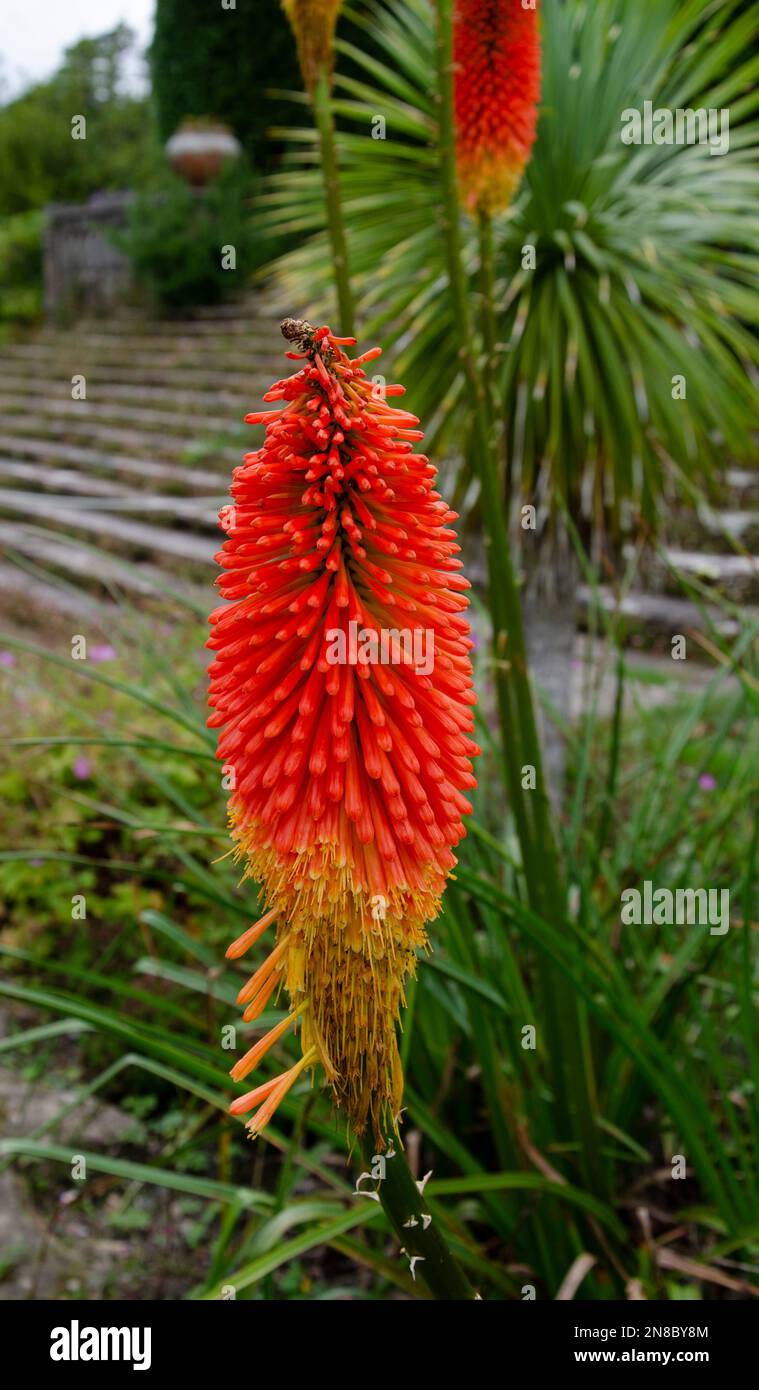 Kniphofia flower also known as Red Hot Poker or Torch Lily Stock Photo ...