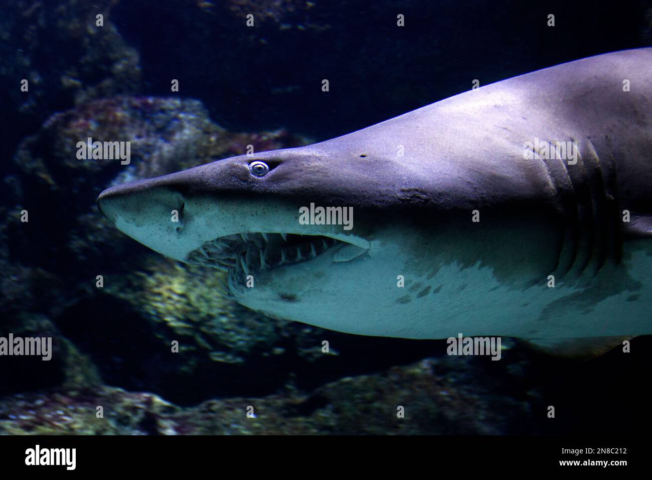 Scary Shark Wallpapers Photos