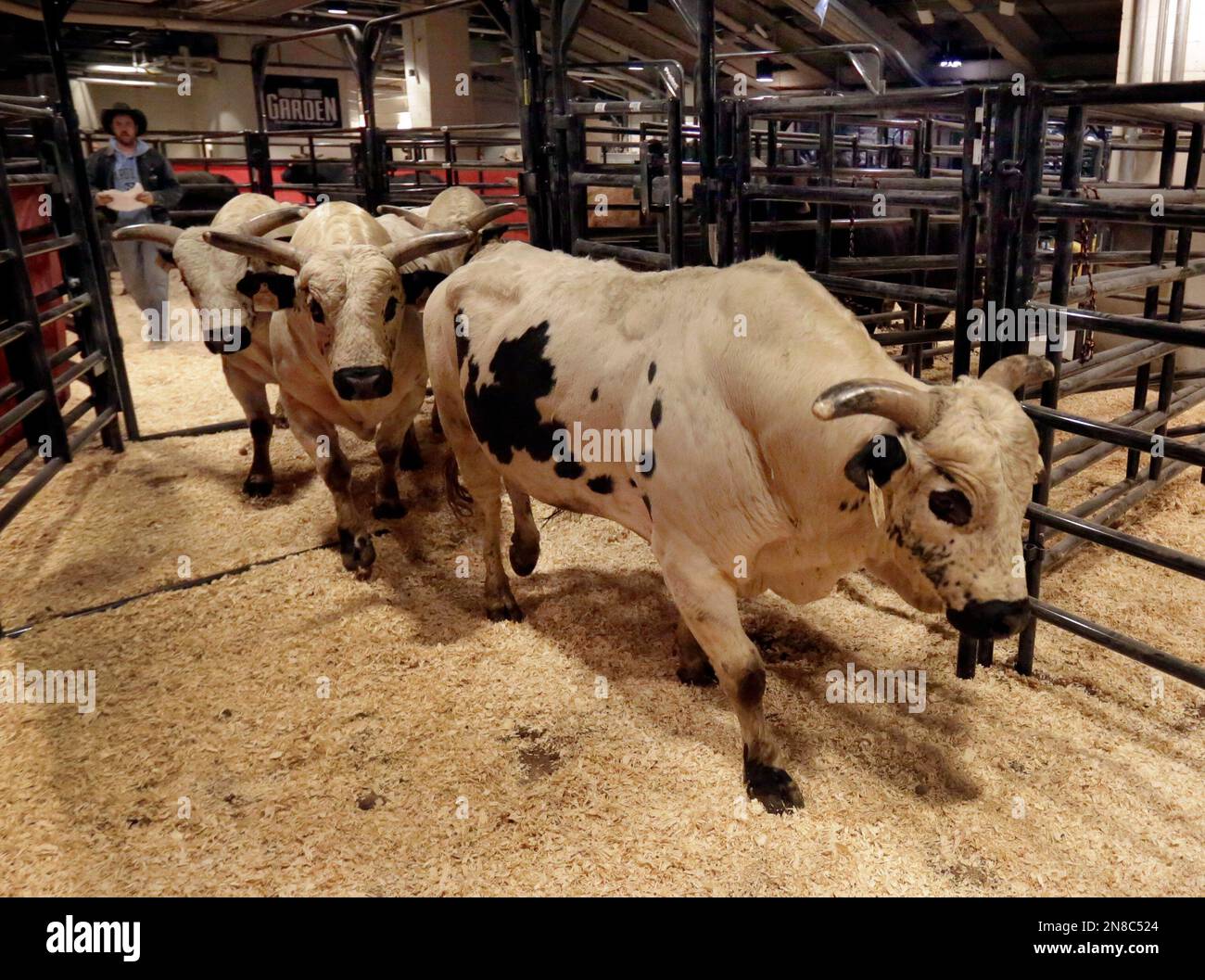 Four American bucking bull clones are herded into a pen inside New York ...
