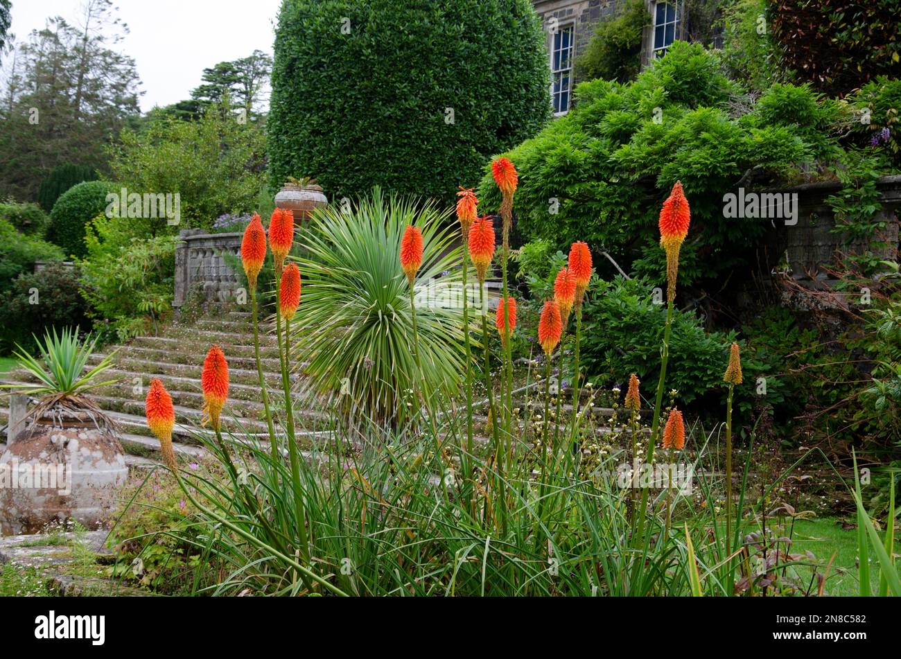 Kniphofia flower also known as Red Hot Poker or Torch Lily Stock Photo ...