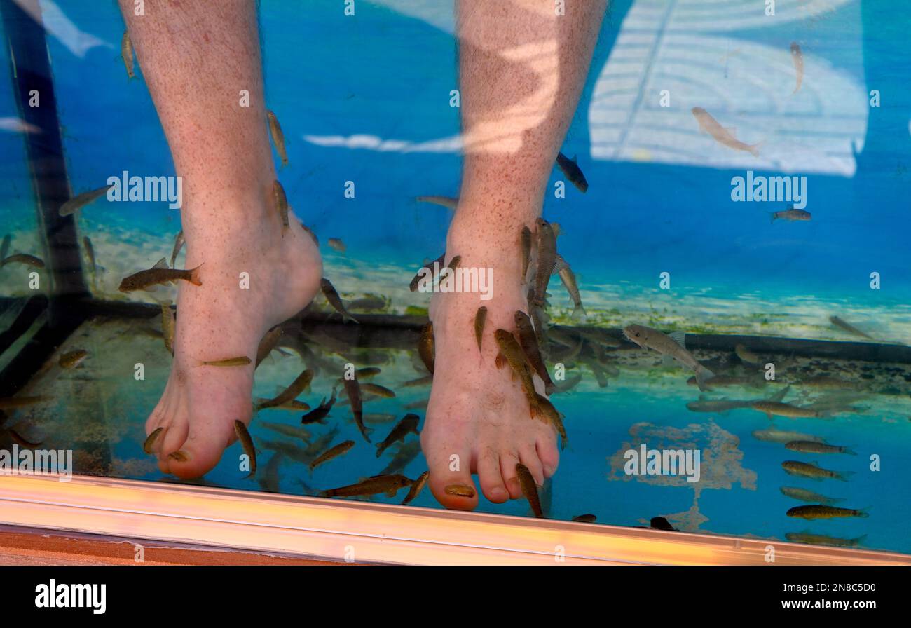 Fish in tank cleaning feet of customer, fish pedicure, Gran Canaria ...