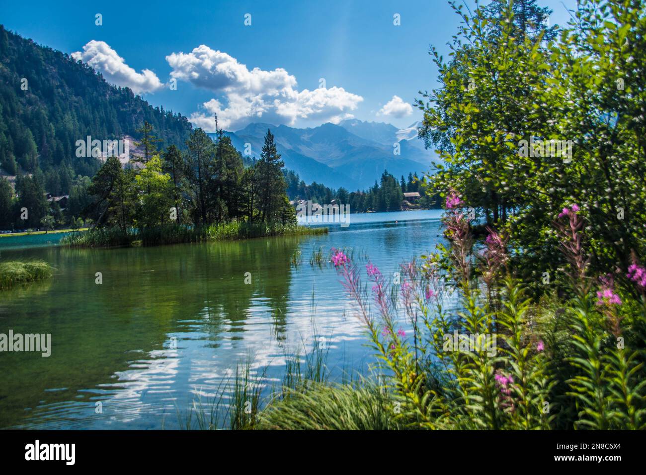 A scenic shot of waterfront purple flowers and evergreen trees in ...