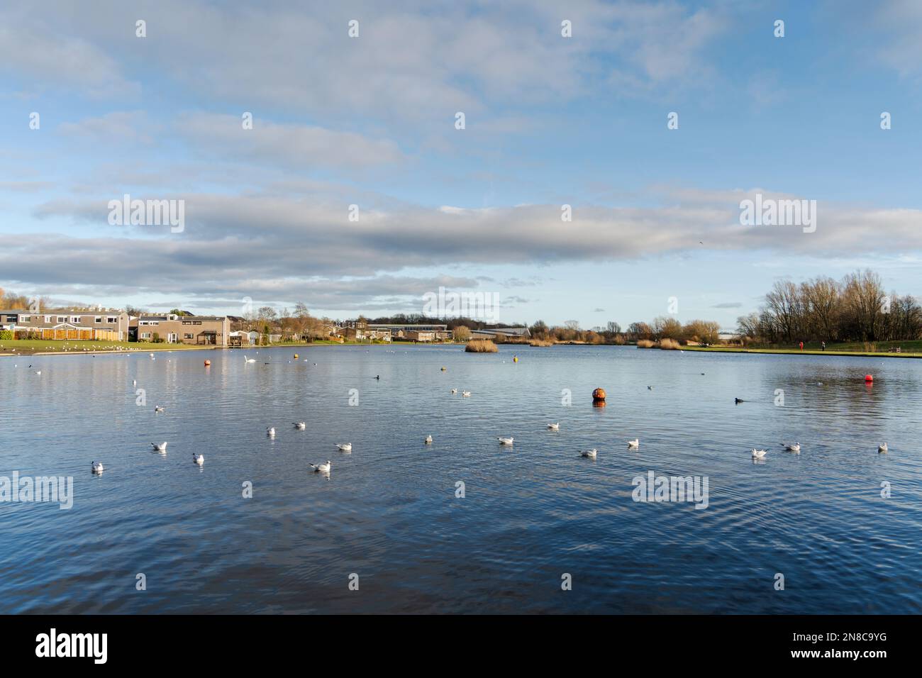 Killingworth Lakeside Park scenic landscape with birds resting. Non ...