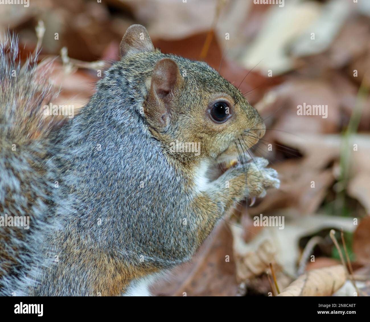 A closeup of a North American gray squirrel (Sciurus carolinensis) in ...
