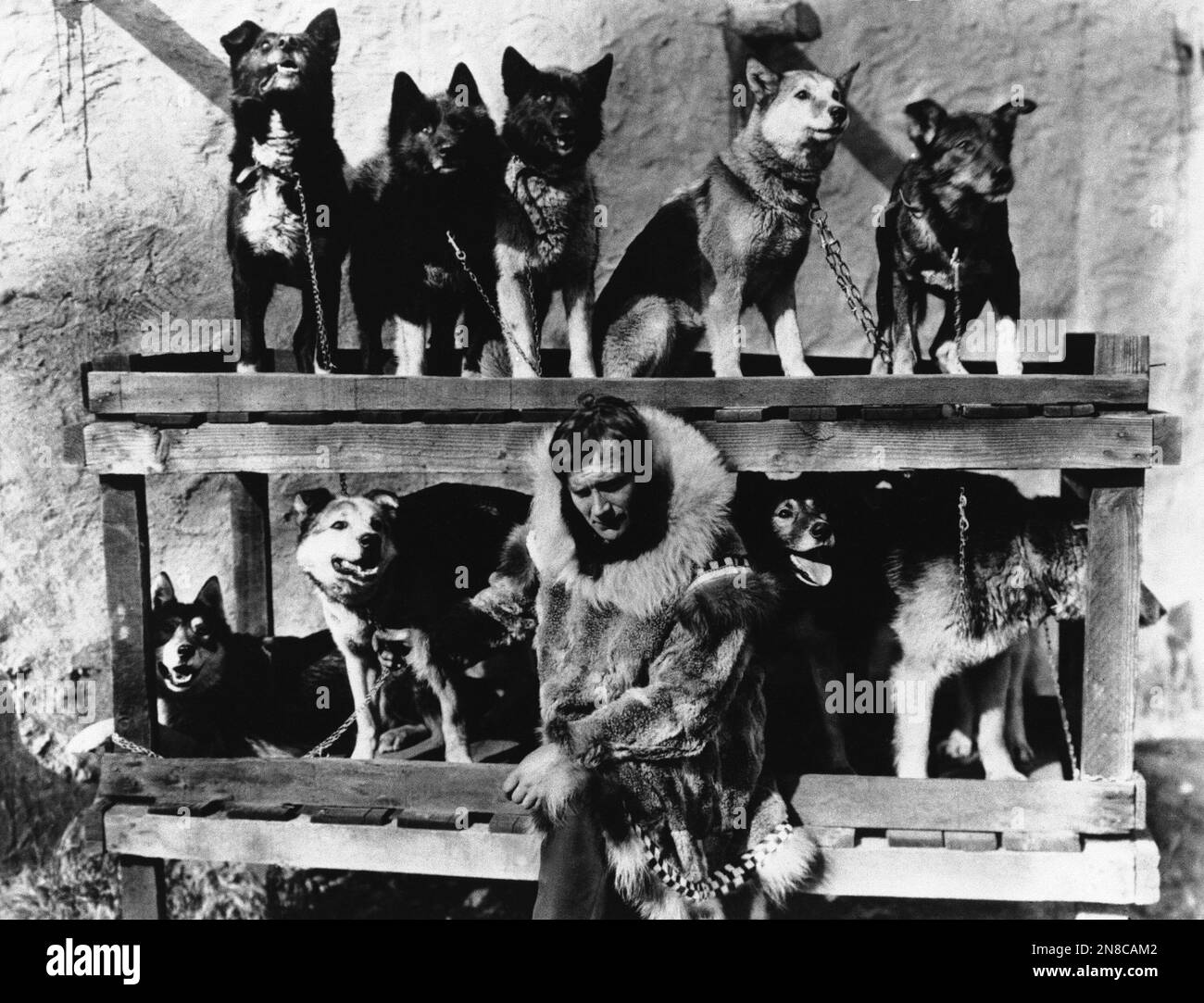 Gunnar Kaasen poses with his original dog team which he drove through a ...