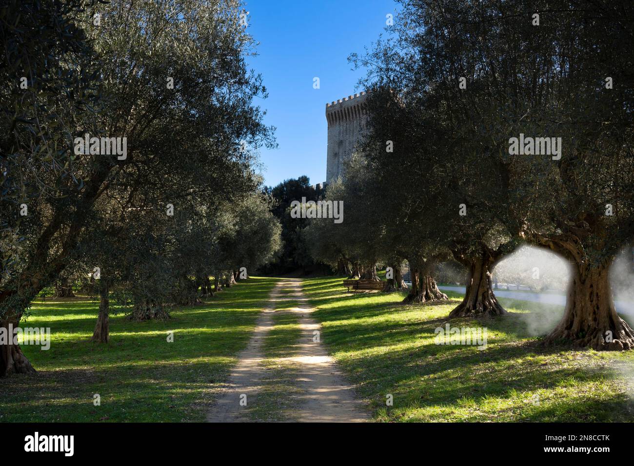 park with olive trees overlooking the tower in the village of ...