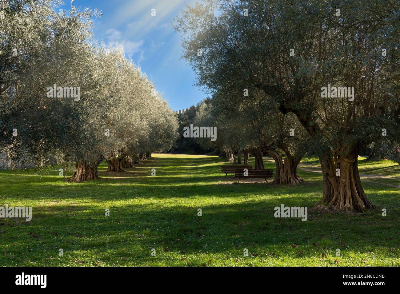 park with olive trees in the village of castiglione del lago Stock ...