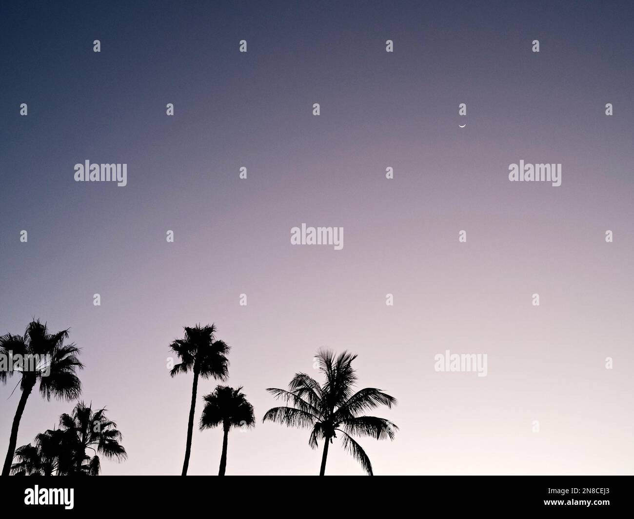 The palm trees at scenic sunset Stock Photo - Alamy