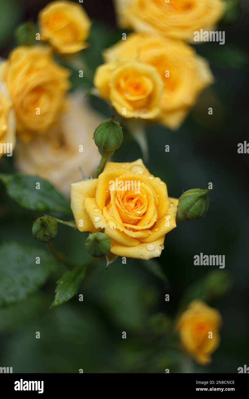Yellow rose with rain drops hi-res stock photography and images - Alamy