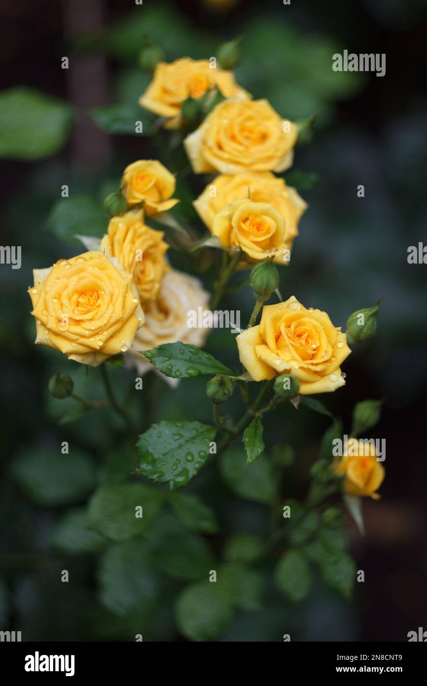 Yellow rose bush hi-res stock photography and images - Alamy