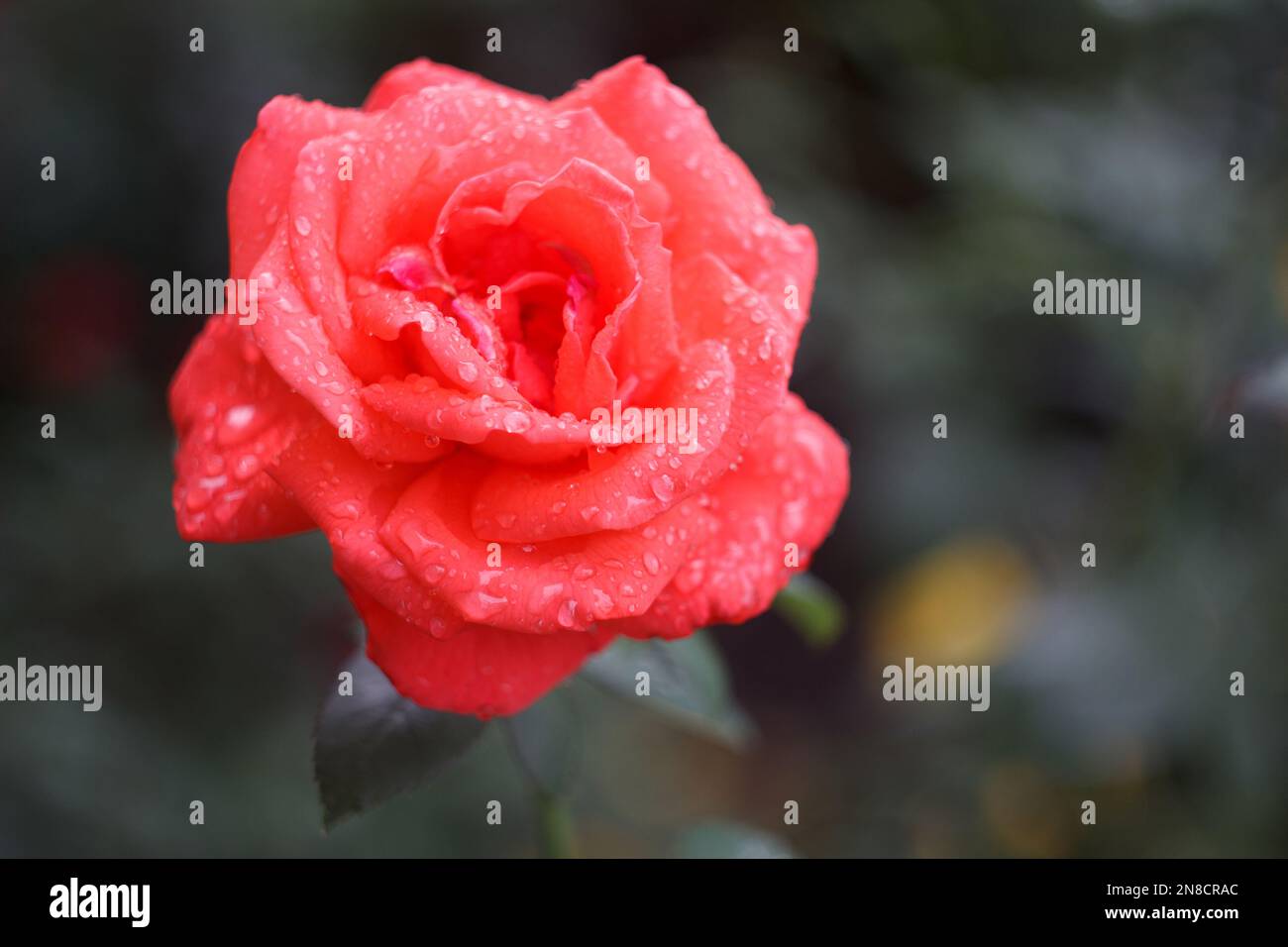 Salmon rose flower in the summer garden after rain Stock Photo - Alamy