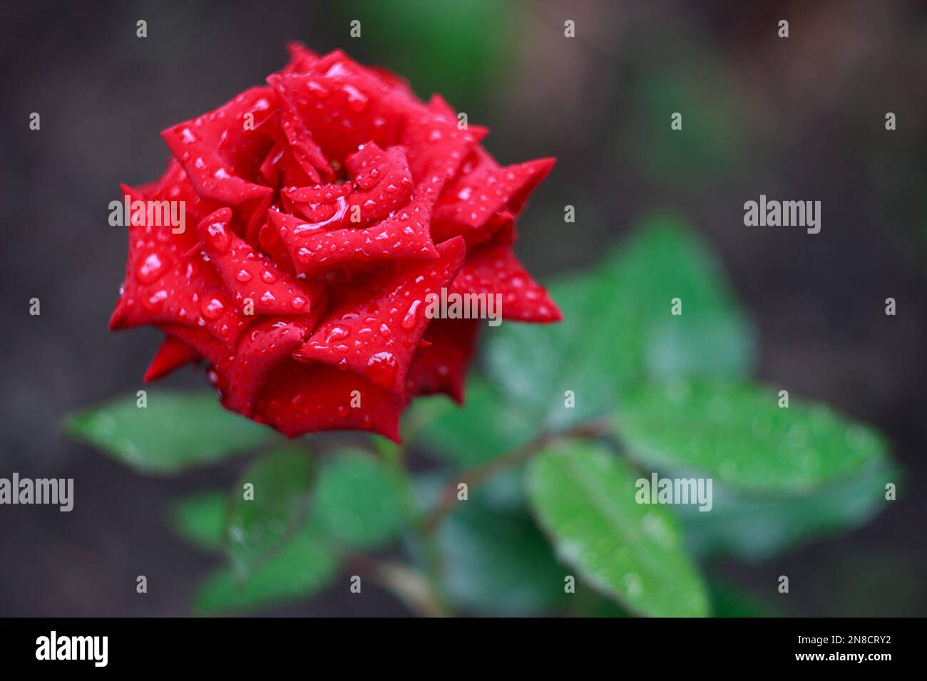 Red roses rain drops hi-res stock photography and images - Alamy