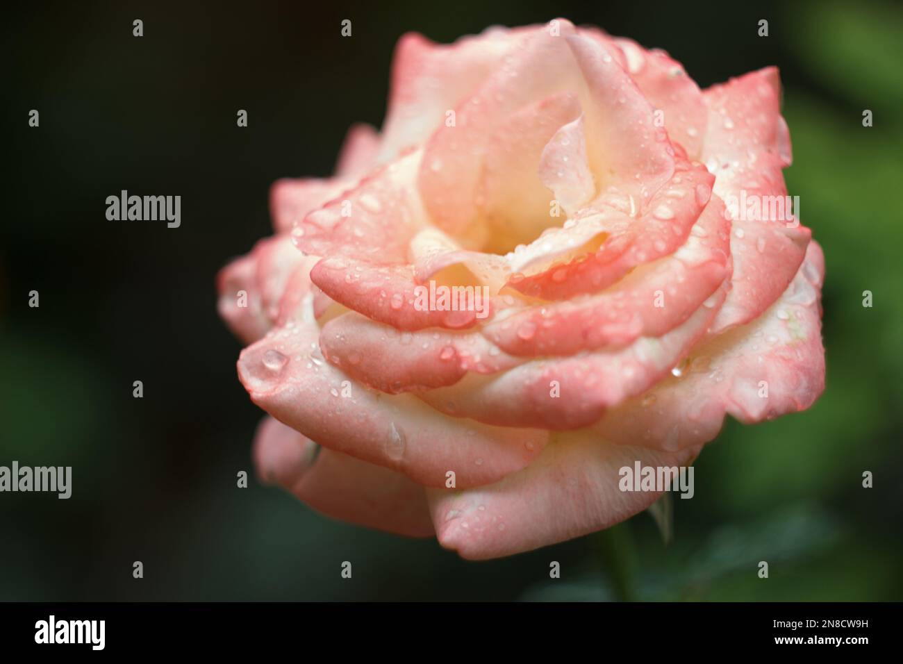 Light pink rose flower in the summer garden after rain Stock Photo - Alamy