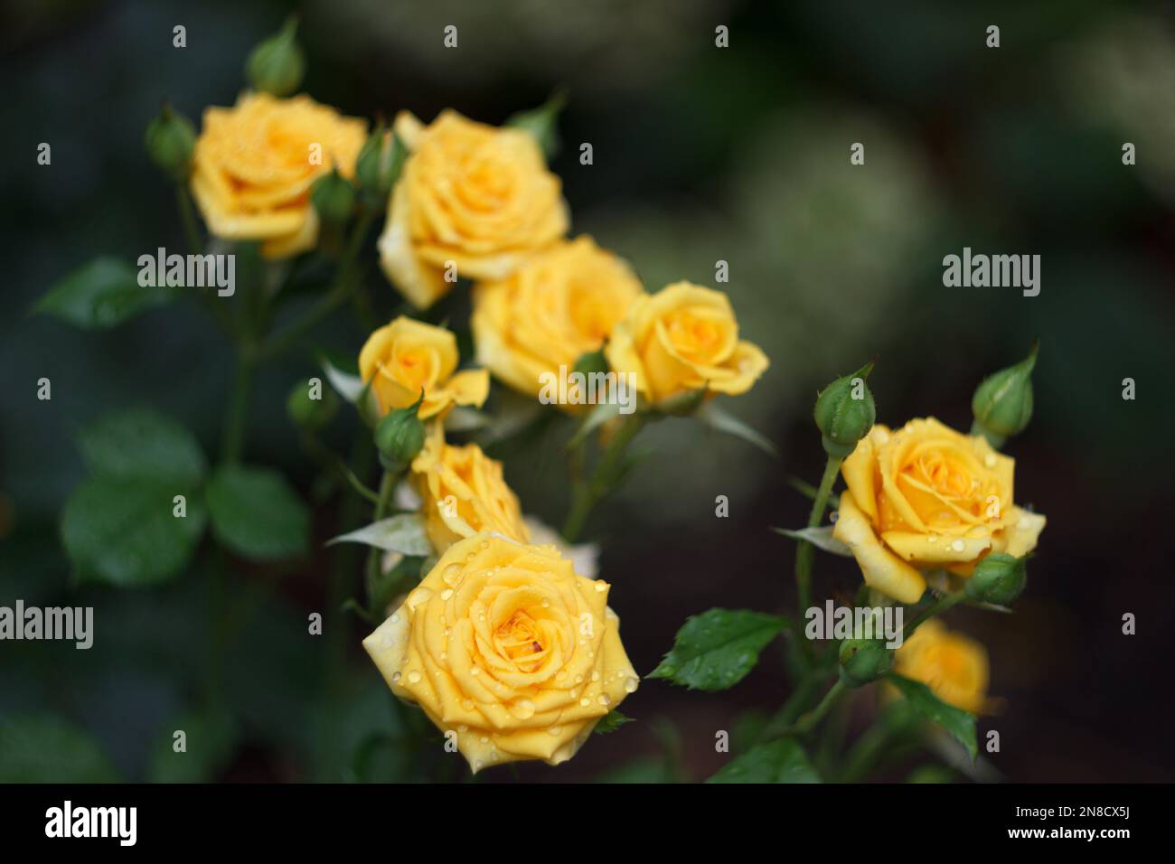 Yellow rose bush in the summer garden Stock Photo - Alamy