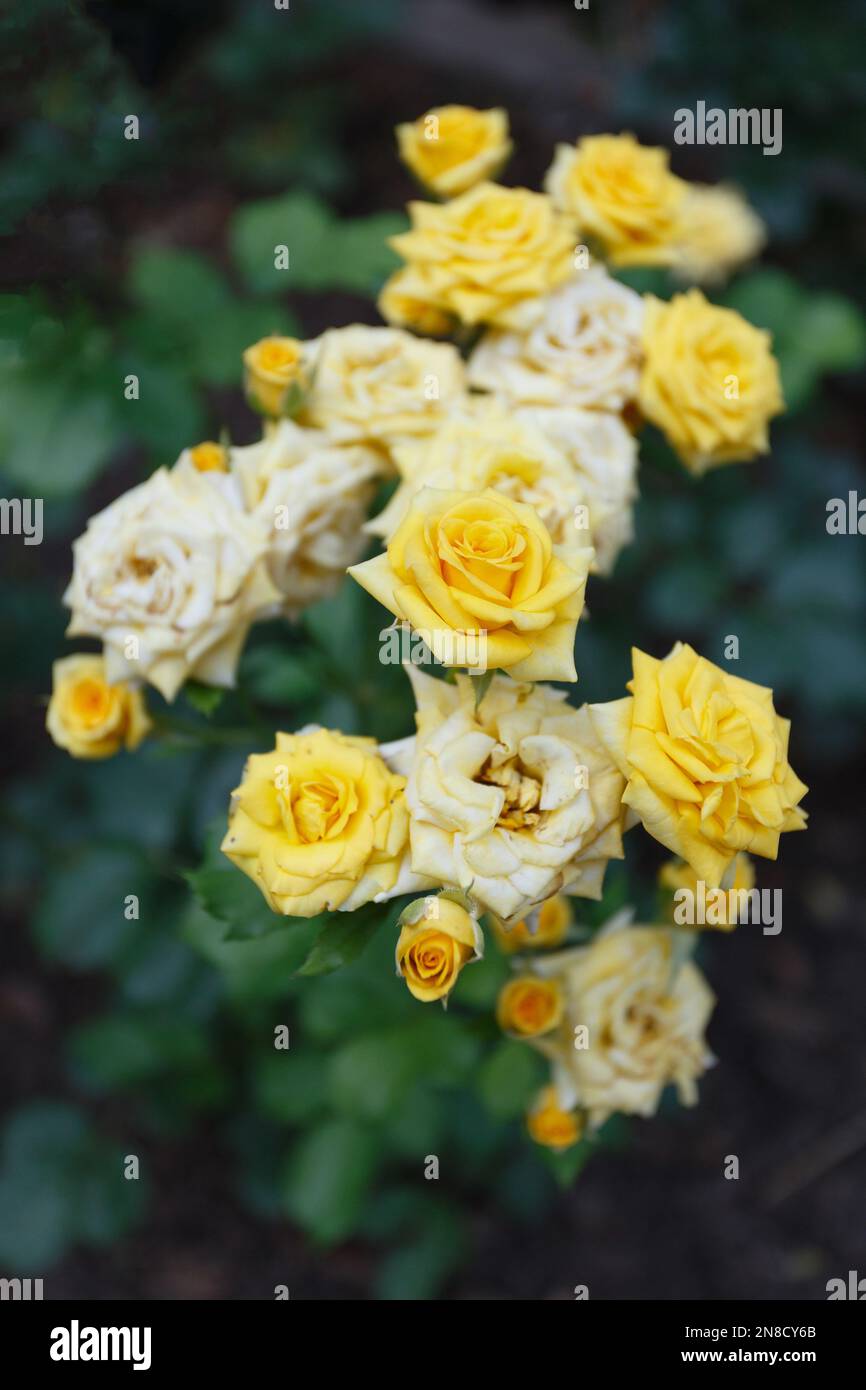 Yellow rose bush in the summer garden Stock Photo - Alamy