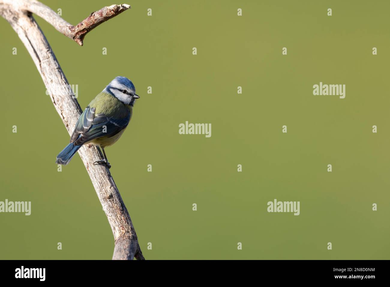 The Eurasian blue tit (Cyanistes caeruleus Stock Photo - Alamy