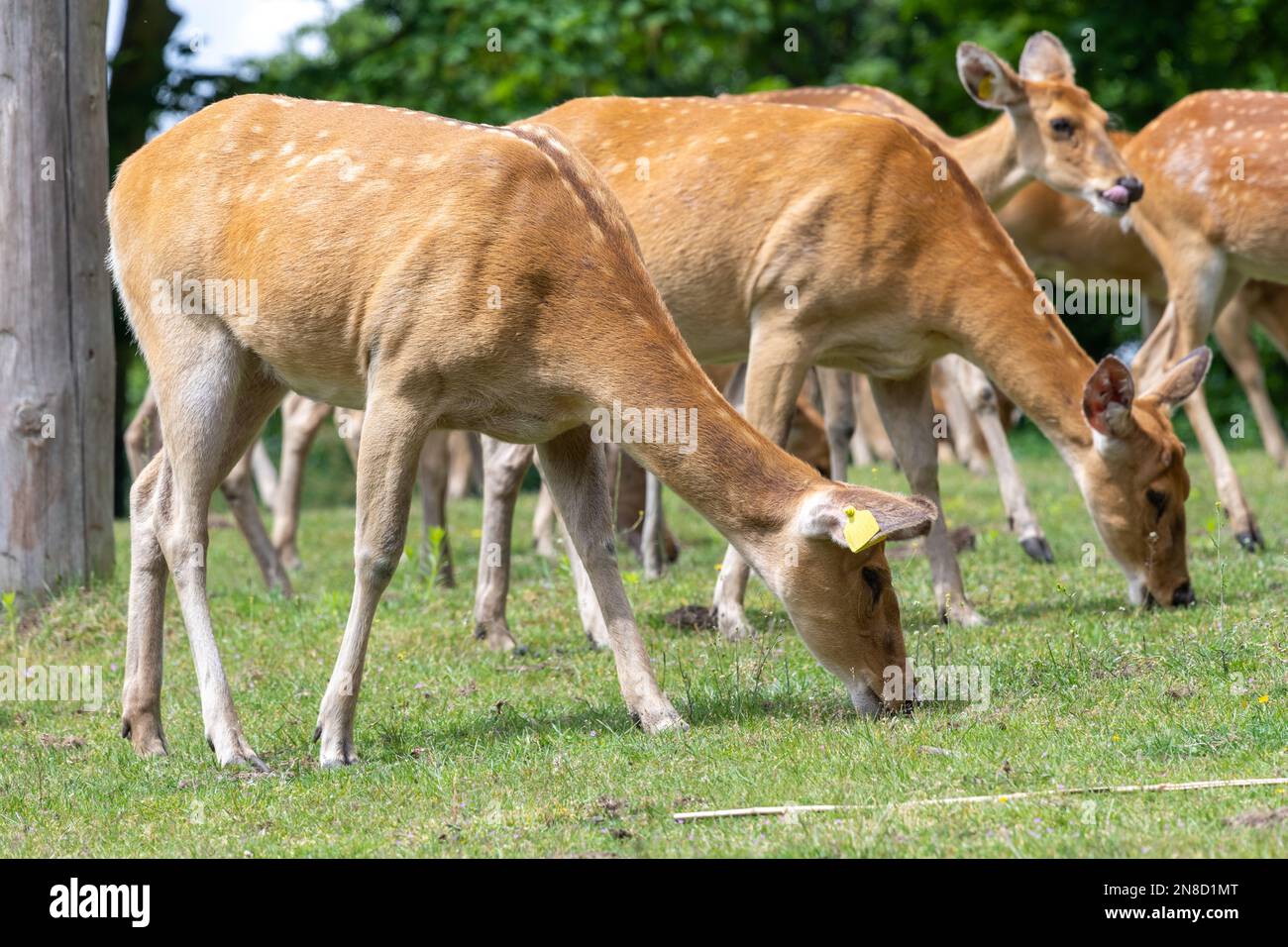 Barasingha grassland hi-res stock photography and images - Alamy