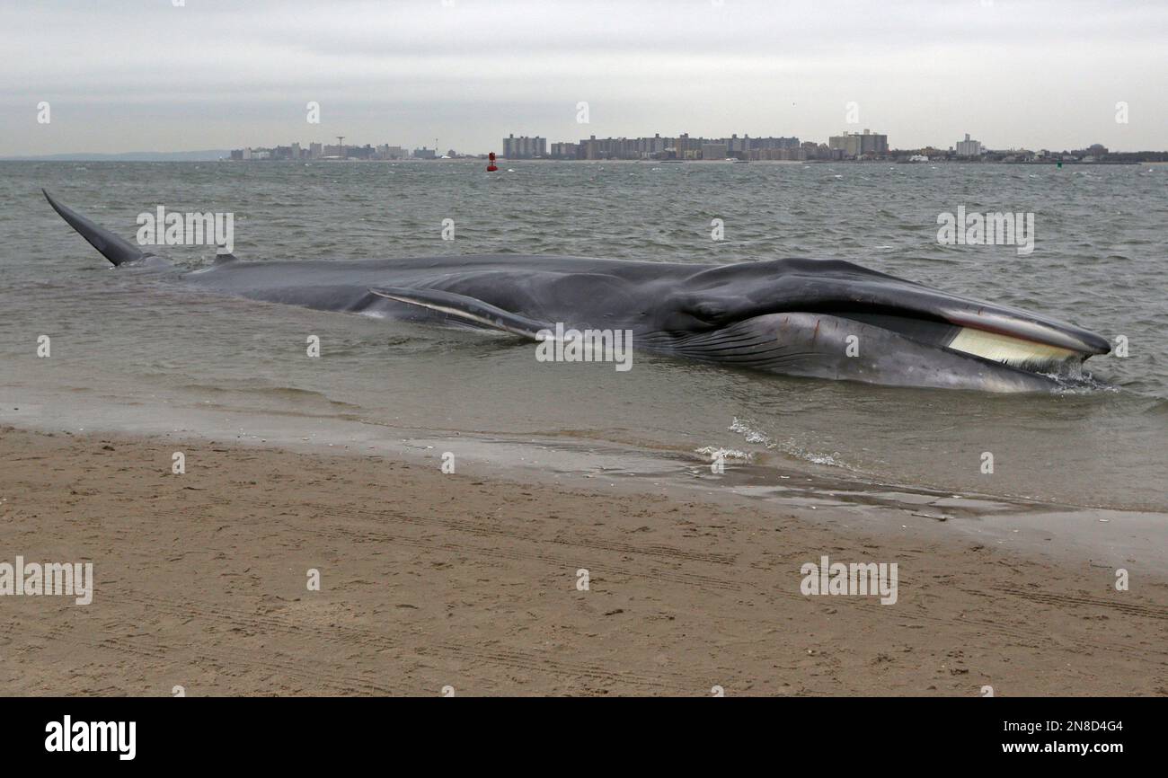 An emaciated 60-foot finback whale that beached itself in the Breezy ...