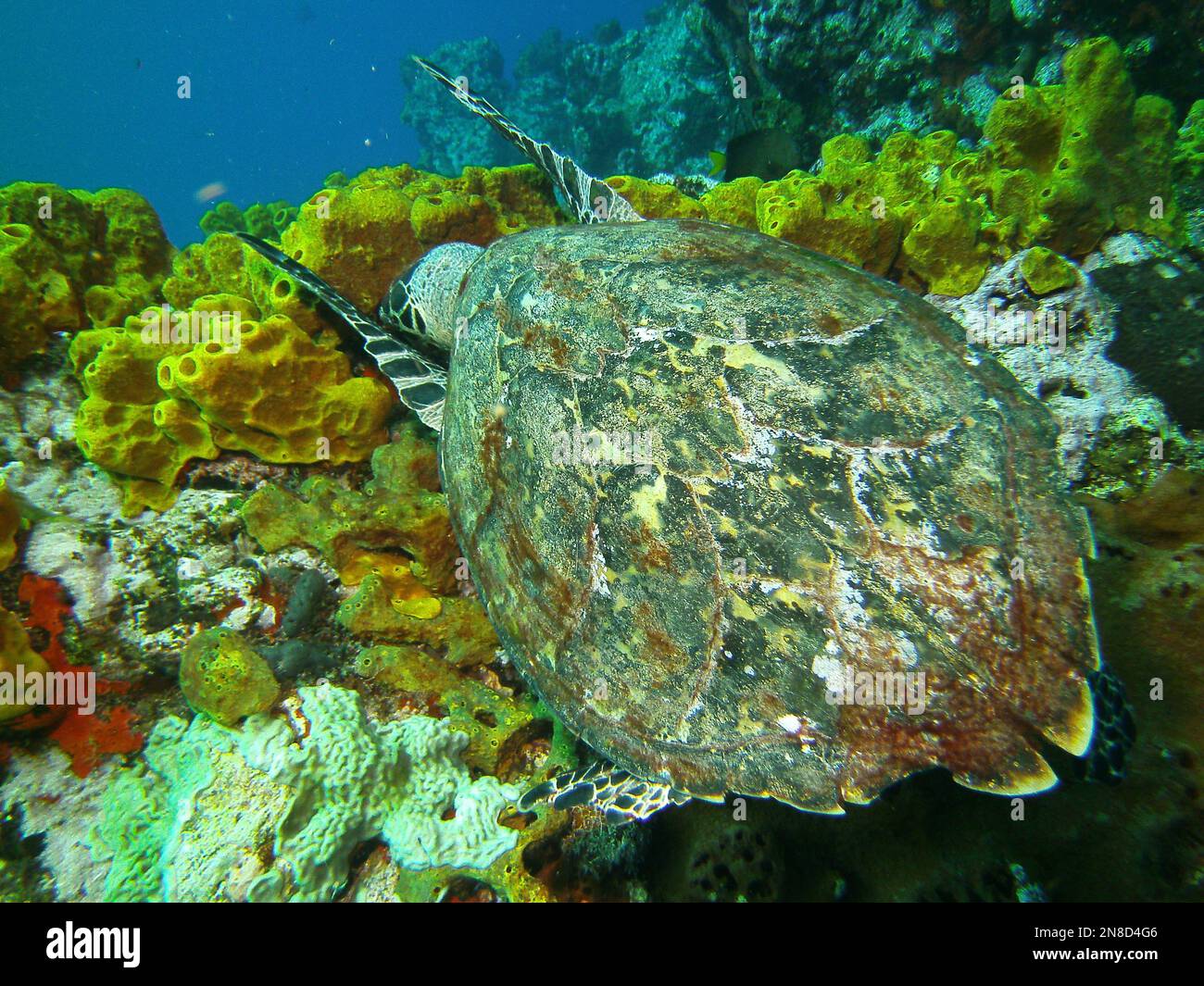 In this May 4, 2012 photo, a hawksbill sea turtle snags lunch at the ...