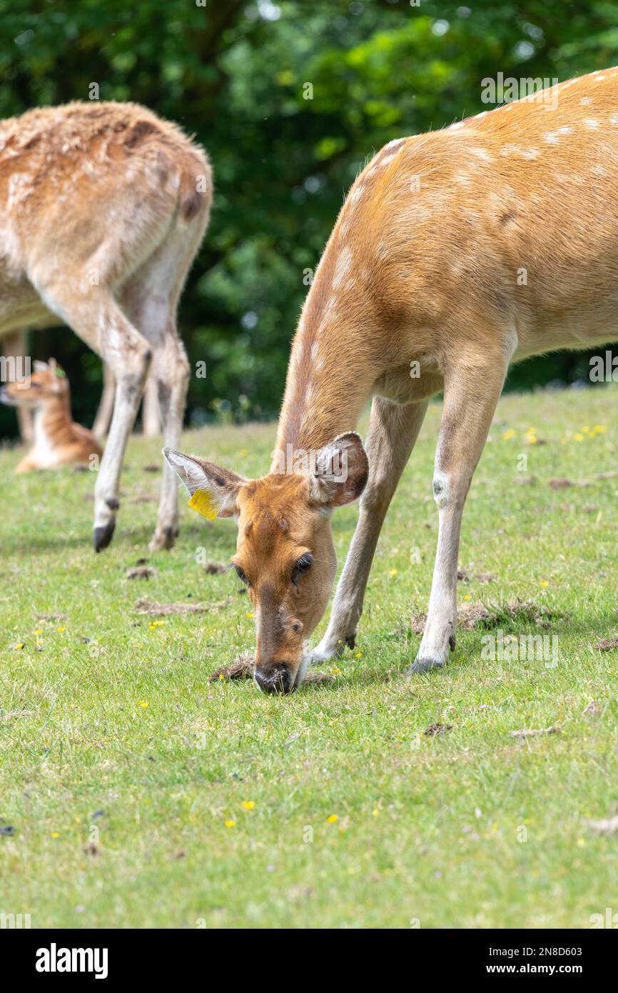 Barasingha grassland hi-res stock photography and images - Alamy