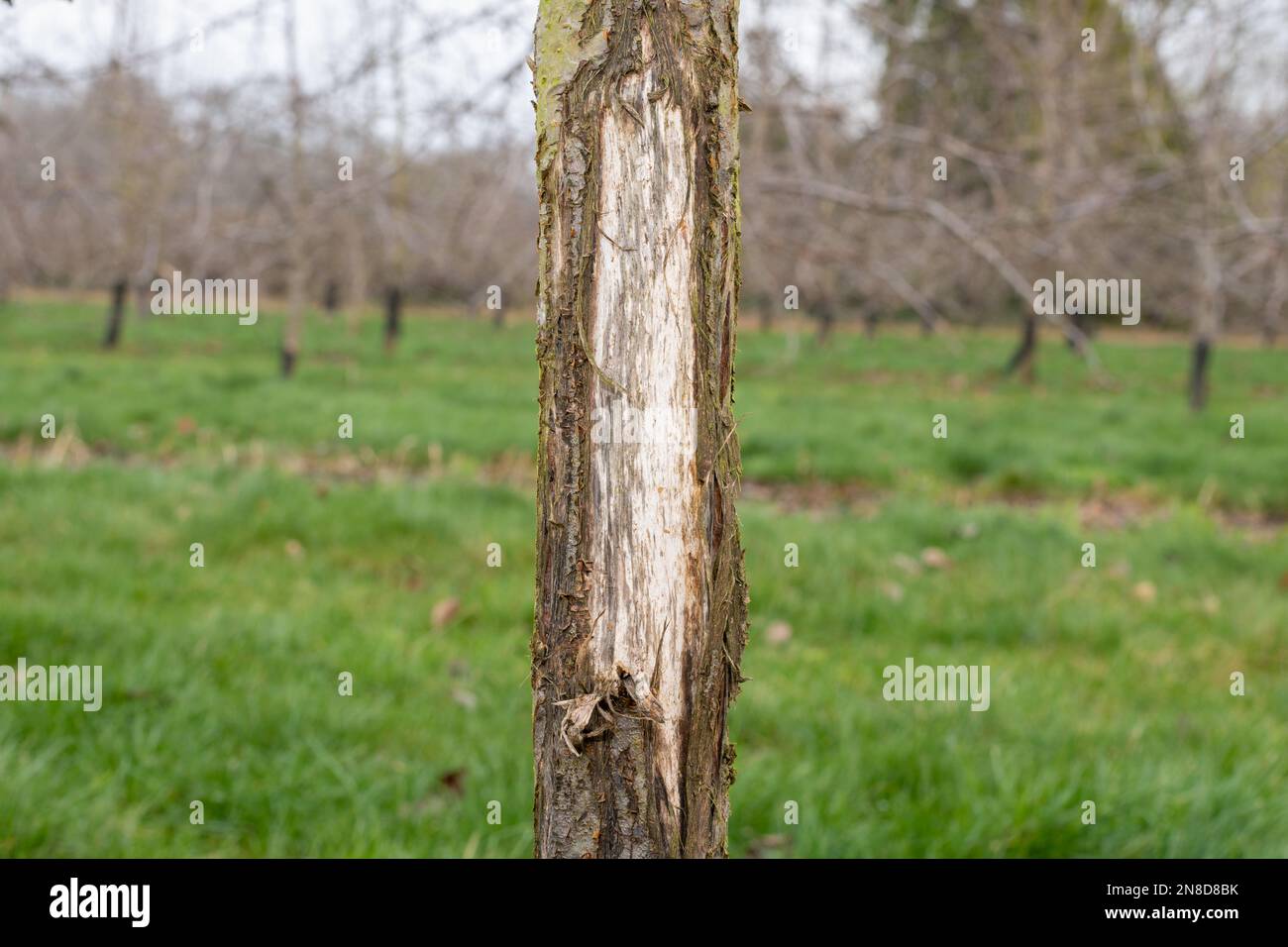 Close up of an apple tree trunk that has been chewed by a deer Stock ...