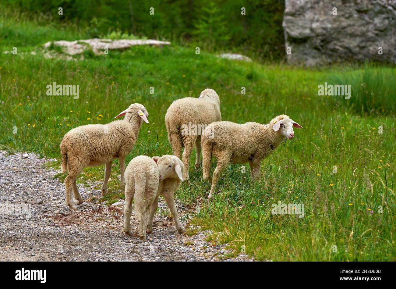 Cute sheep hi-res stock photography and images - Alamy