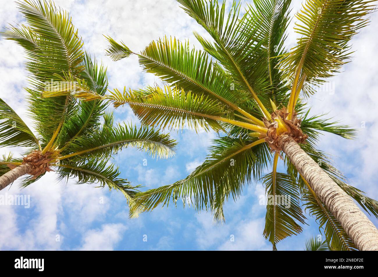 Coconut palm trees bottom view hi-res stock photography and images - Alamy