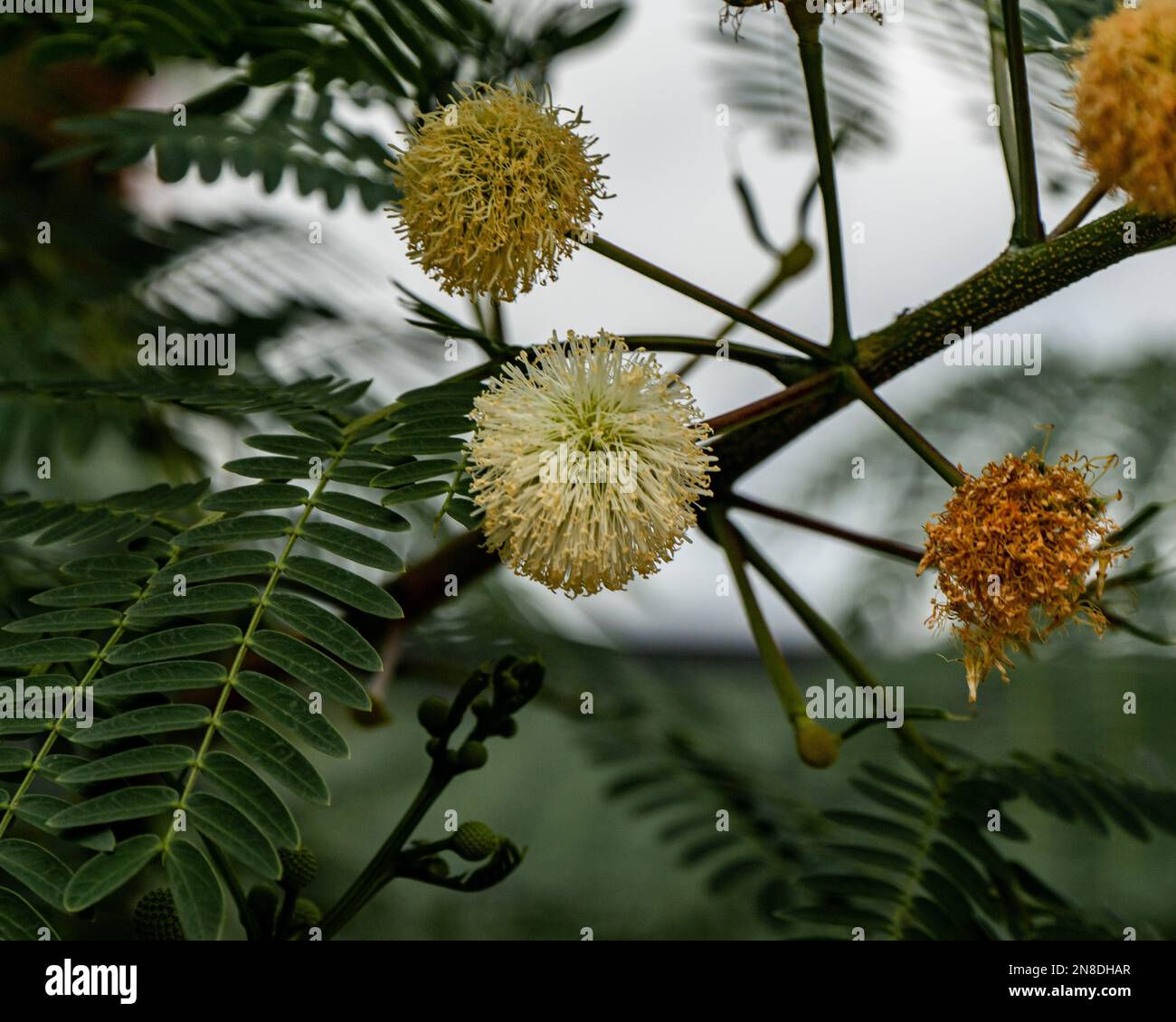 A shallow focus of River tamarind flowers with green leaves Stock Photo ...