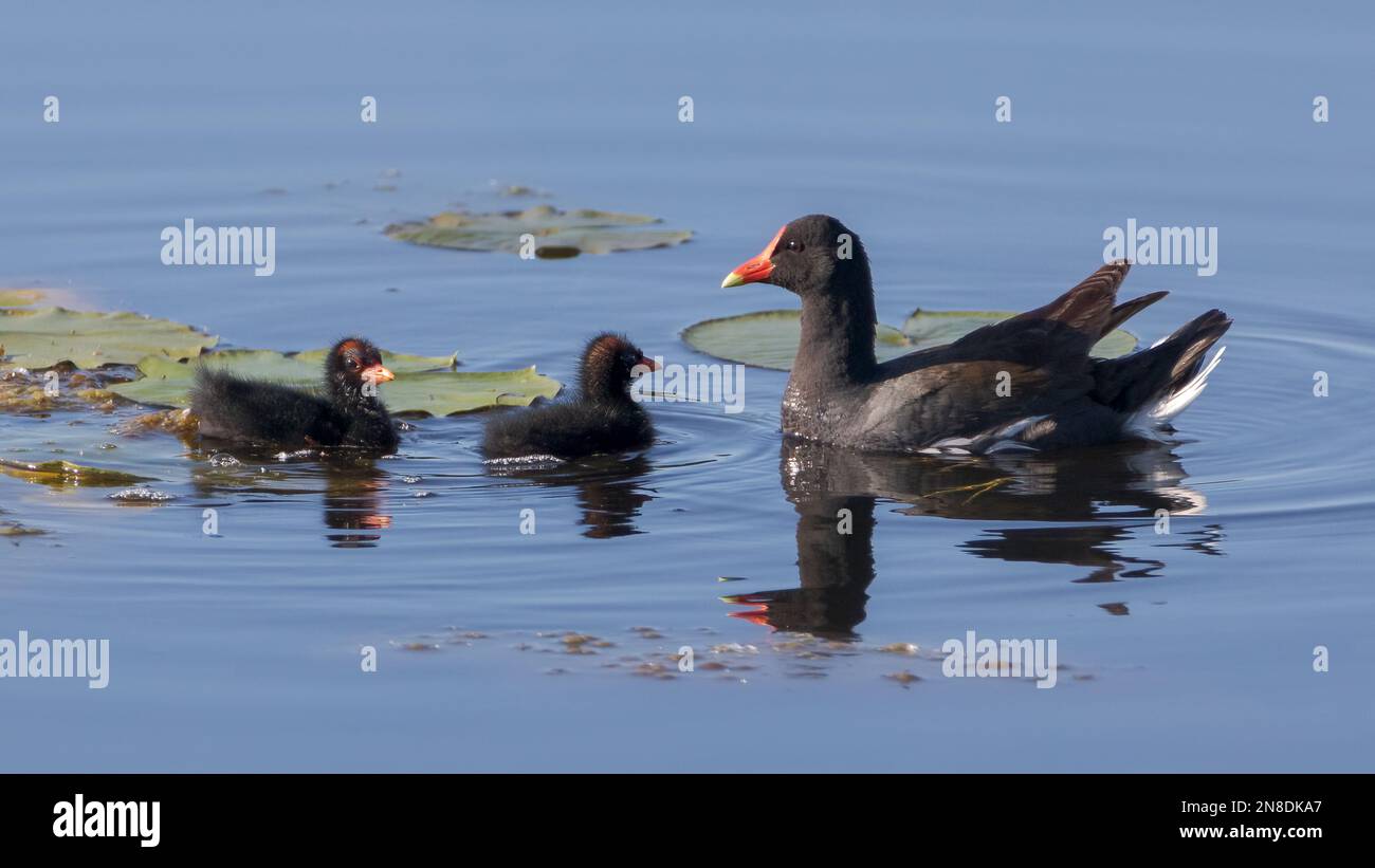 Closeup family hi-res stock photography and images - Alamy