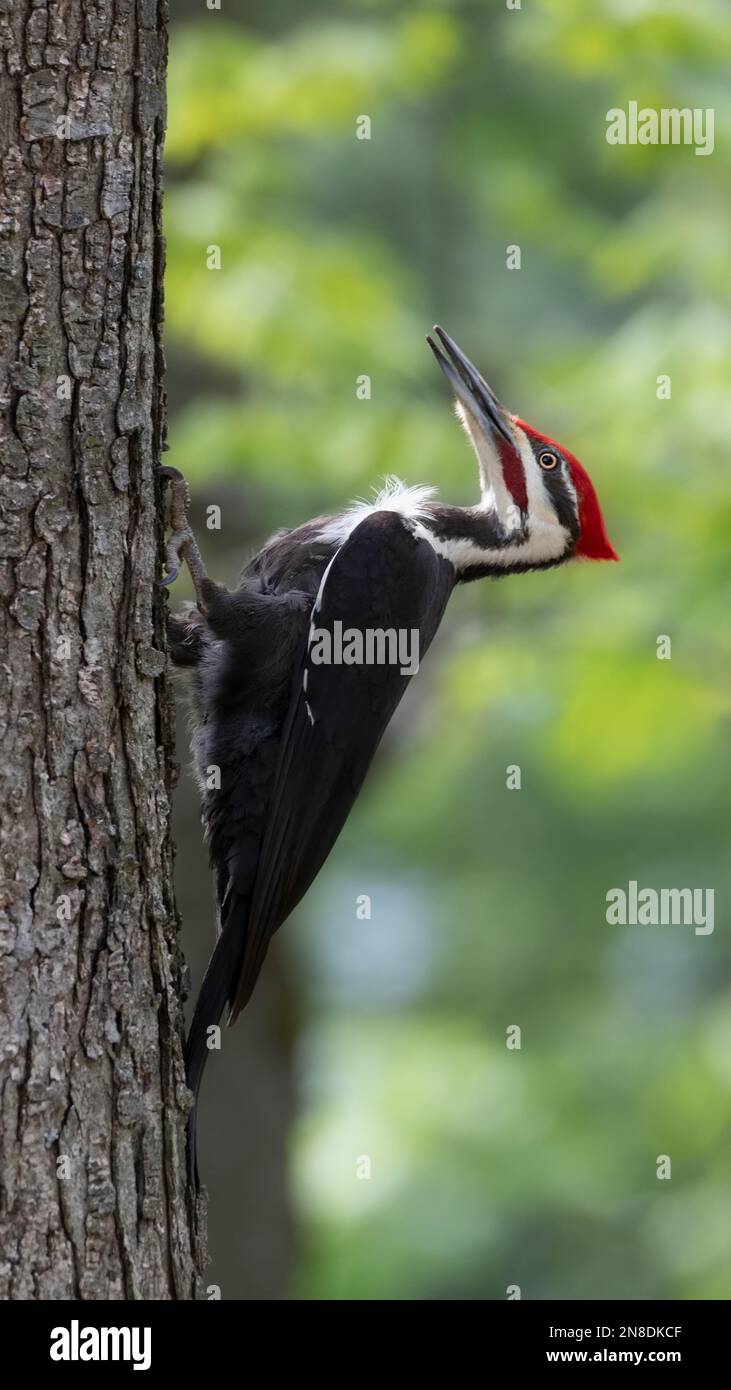 Male Pileated Woodpecker climbing a tree against green blurred ...