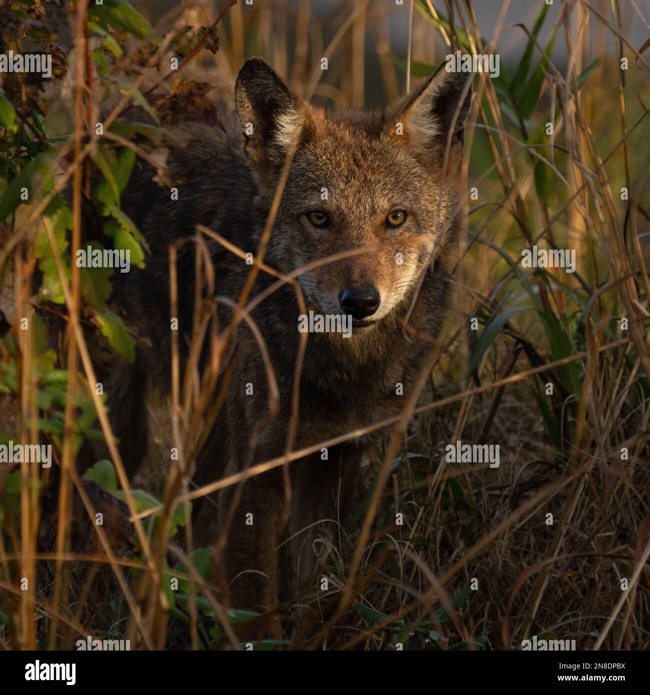 A portrait of an endangered juvenile red wolf, Canis rufus peeking ...