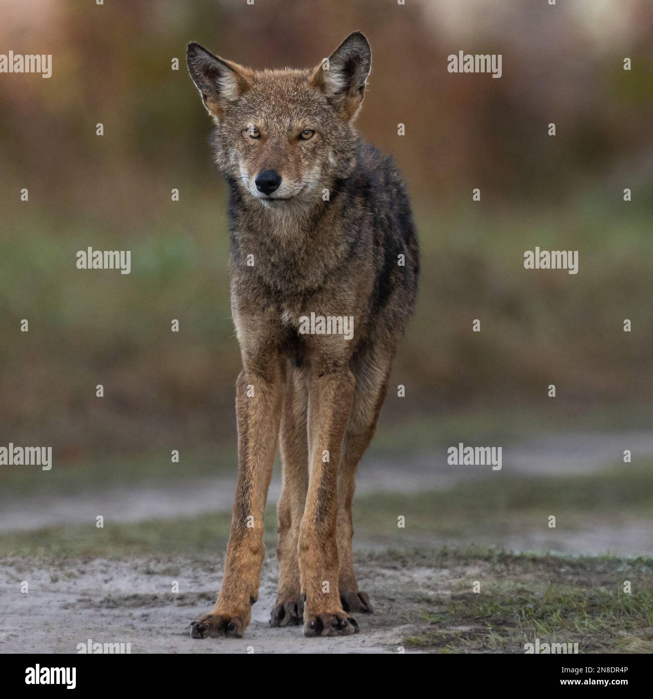 A portrait of an endangered juvenile red wolf, Canis rufus standing ...