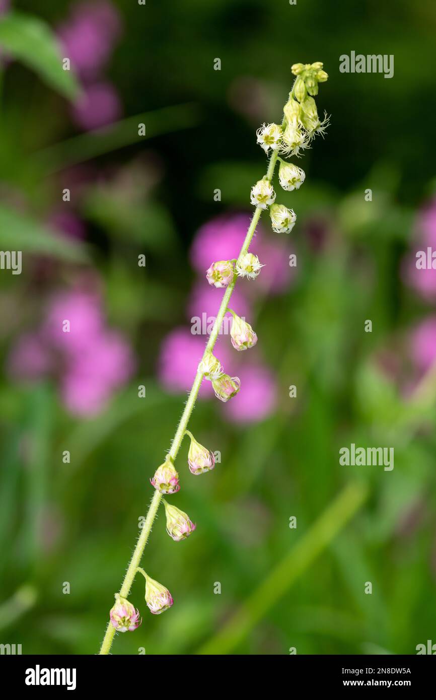 Close up of bigflower tellima (tellima grandiflora) flowers in bloom ...