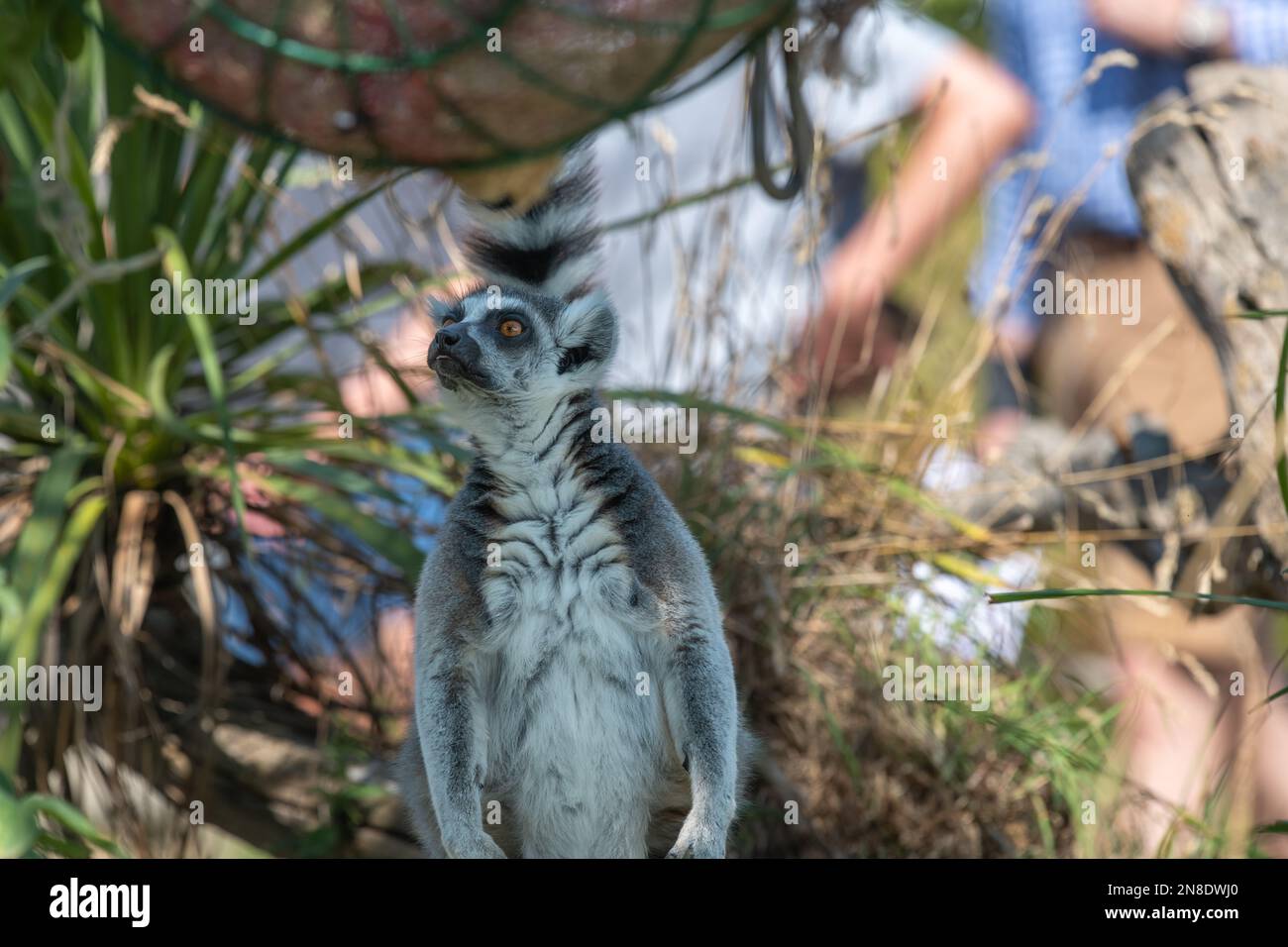 Portrait of a ring tailed lemur (lemur catta) inside a zoo enclosure ...