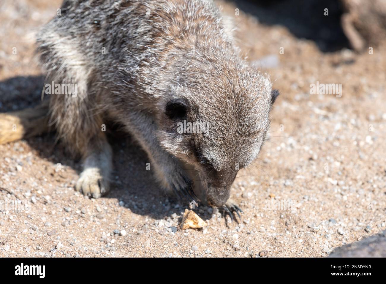 Portrait of a meerkat (suricata suricatta) eating a piece of food Stock ...