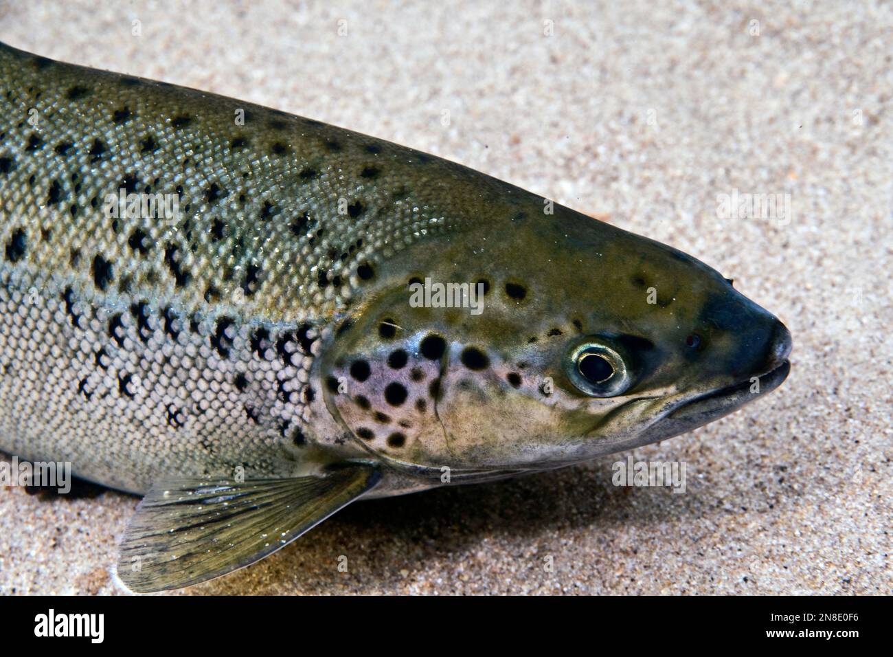 Landlock Atlantic Salmon, Lake Winnipesaukee, NH, close-up female Stock ...