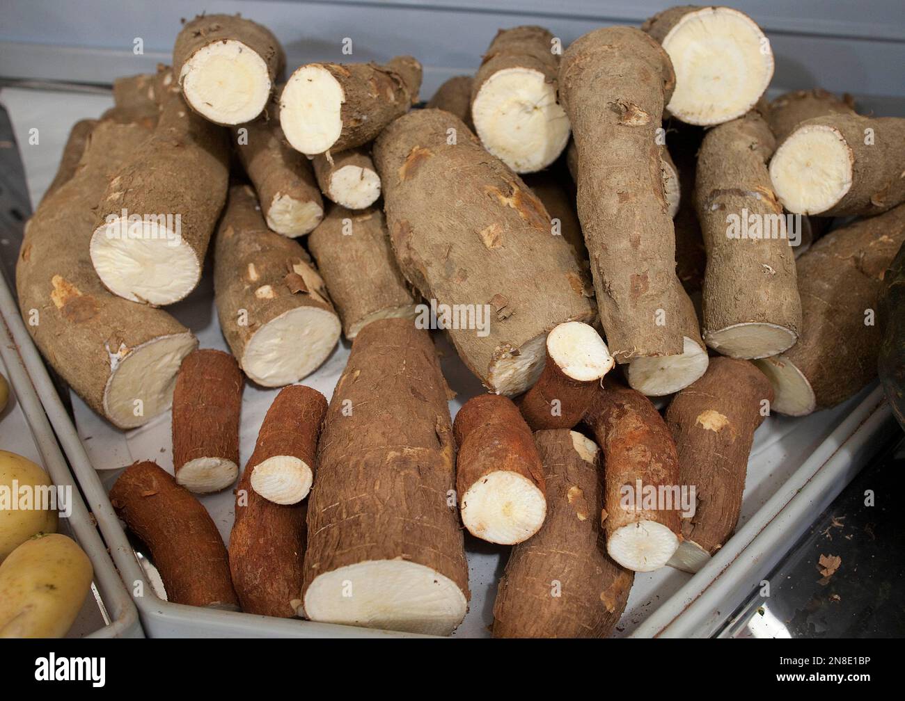 Manioc roots of various shapes and sizes are displayed in a supermarket ...