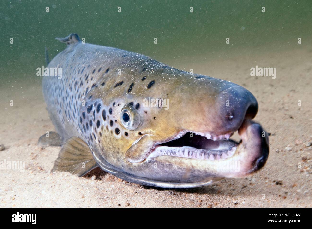 Landlock Atlantic Salmon male, Squam Lake, NH, close-up showing kype ...