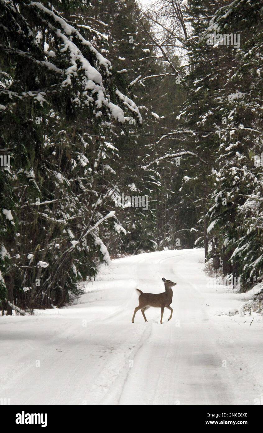 This Dec.11, 2012 photo shows a deer crossing a trail off Going to the ...