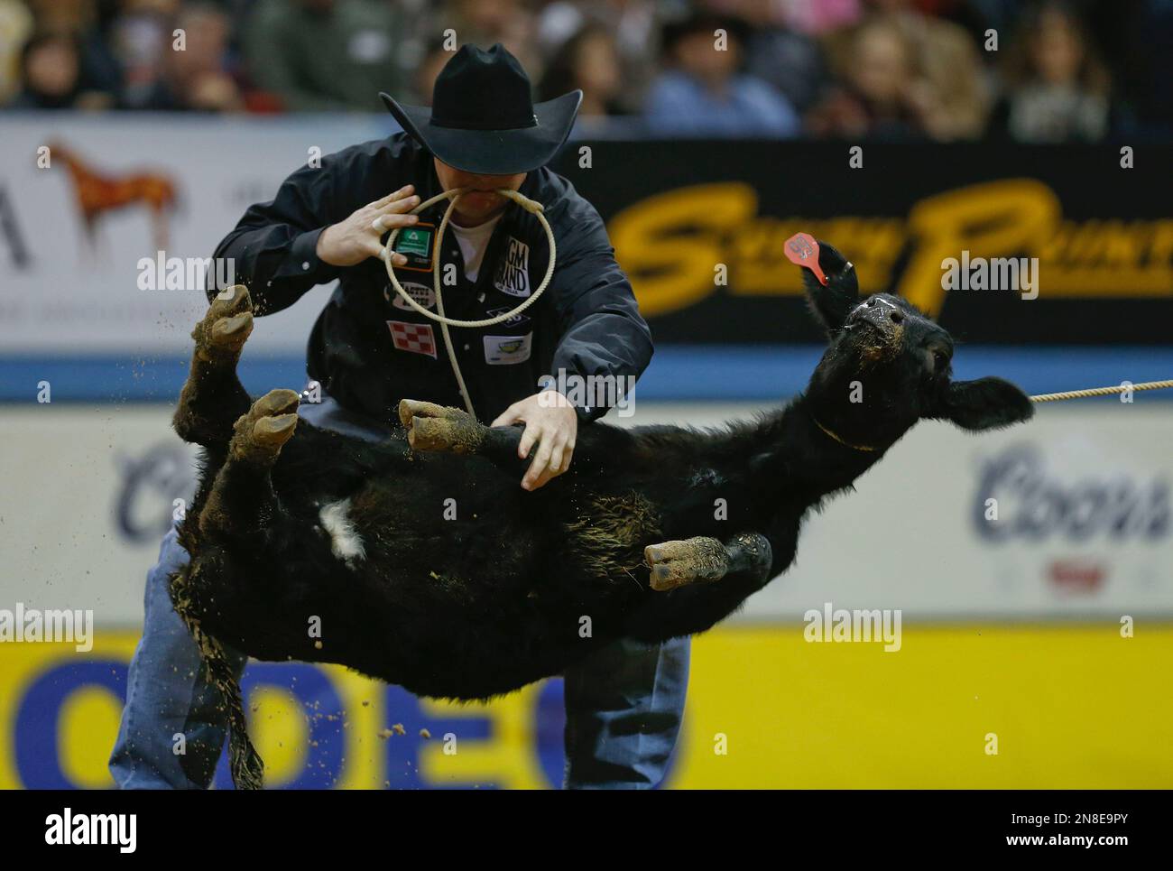 Cody Ohl of Hico, Texas flips a calf on its side during the tie-down ...